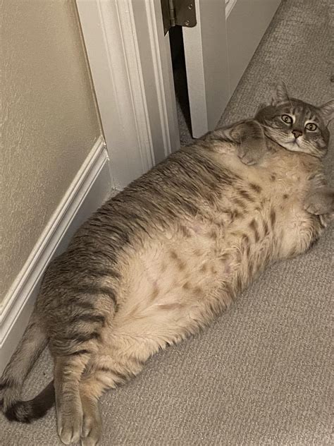 My 10 Yo Cat Is Obese And Wont Slim Down He Hates Diet Food And