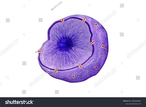 Nucleus Eukaryotic Cells Central Organelle Enclosed Stock Illustration 2365459631 Shutterstock