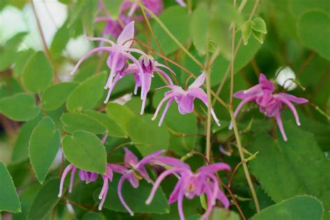 Epimedium Grandiflorum Lilafee