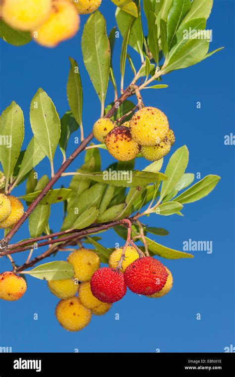 Arbutus Marina Fruit