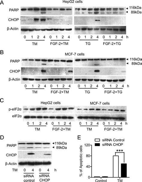Pretreatment With Fgf 2 Decreases Er Stress Mediated Apoptotic