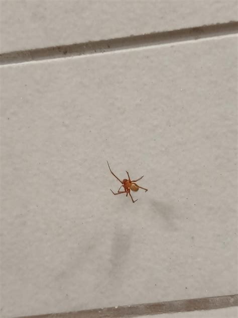 Peruvian Spider Id 2 R Spiders