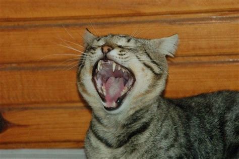 Cat Gingivitis Two Natural Ways To Resolve It Artofit