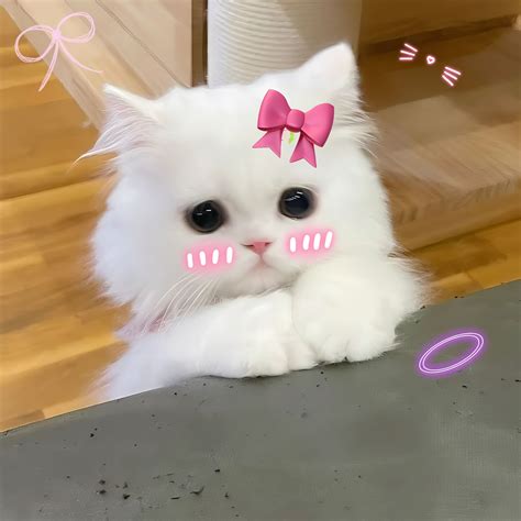 Cute Kitten Pfp