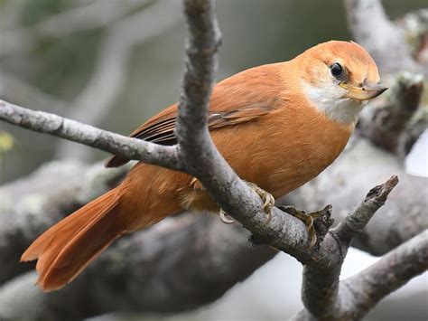 Great Xenops Ebird