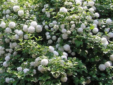 Common Snowball Viburnum Tree 4 Different Types Of Snowball Bushes Pnik