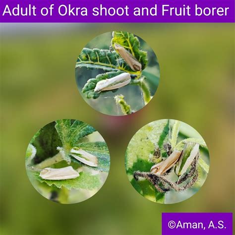 Okra Fruit And Shoot Borer Life Cycle At Jack Belser Blog