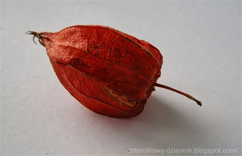 Miechunka Rozdęta Owoc