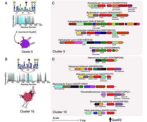 Ssn And Gnn Analysis Of Qued2 Proteins Sequence Conservation And Download Scientific Diagram