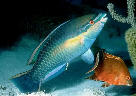 Hogfish Facts Diet Habitat And Pictures On Animaliabio
