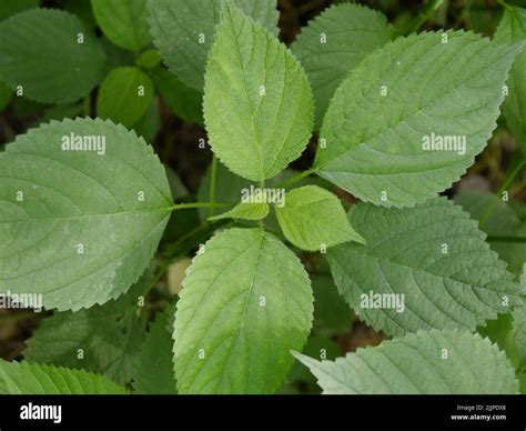 A Top View Of A Stinging Nettle Growing In The Woods In Missouri Stock