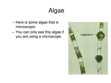 Ppt Algae Powerpoint Presentation Free Download Id5247041