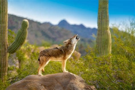 Coyote 2026 Incredible Facts Habitat Diet And More