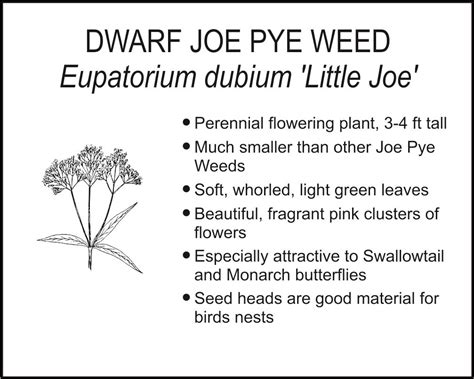 Dwarf Joe Pye Weed Smart Garden Signs