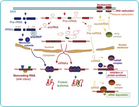 Lncrna作用机制lnr调控机制作用第4页大山谷图库