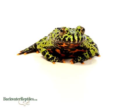 Fire Bellied Toad Backwater Reptiles Blog