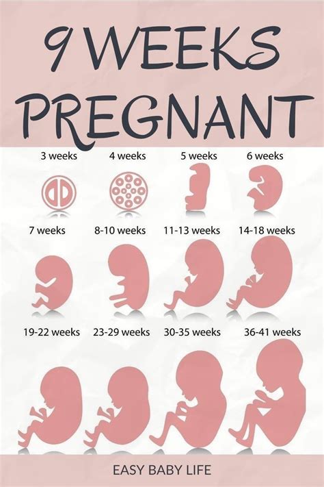 9 Weeks Pregnant Symptoms Fetal Development Belly Diary Artofit