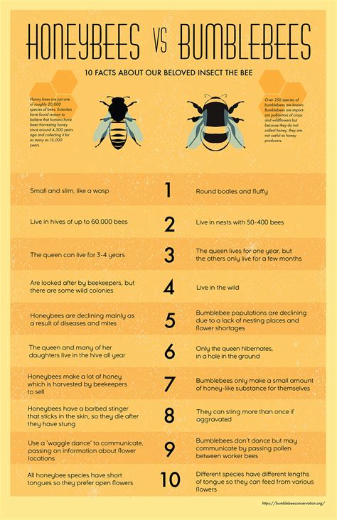 Different Types Of Bees Size And Number Comparison