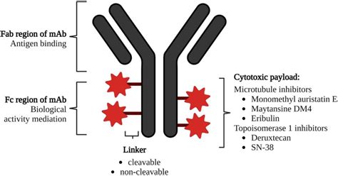 Progress In Analysis Of Neutralizing Activity Of Adc Anti Drug