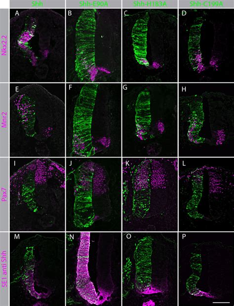 Shh Mutants Cell Autonomously Activate The Hh Pathway In Vivo