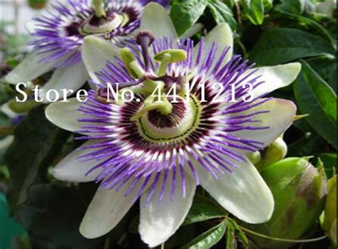 Passiflora Tropical Fruit Tree Seeds Free