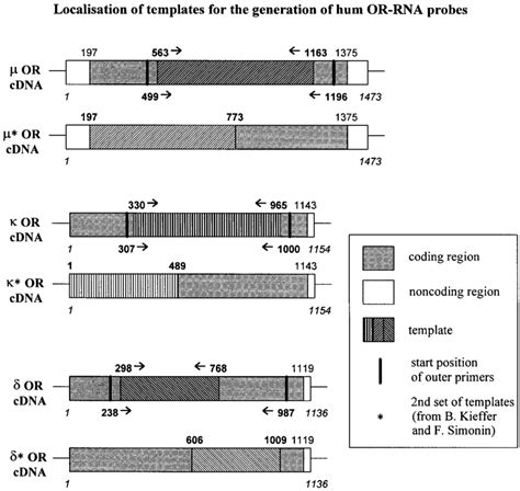 Schematic Representation Of The Three Cloned Human Ors Cdnas With The
