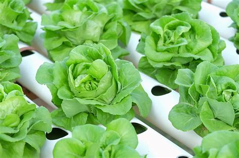 Advantages And Disadvantages Of Hydroponics