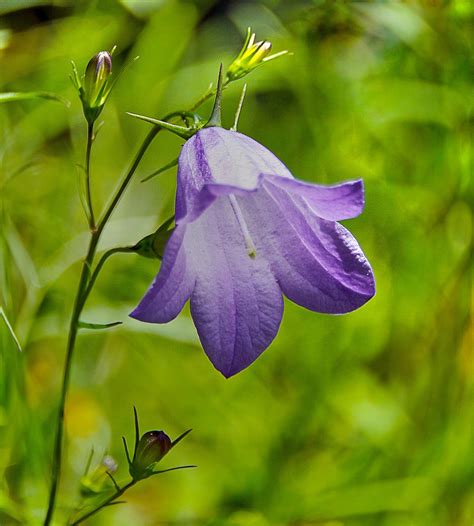 Фиолетовые колокольчики фото и картинки 59 штук