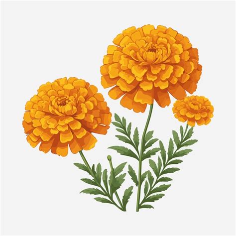 Premium Vector Marigold Blooms Vector On White Background