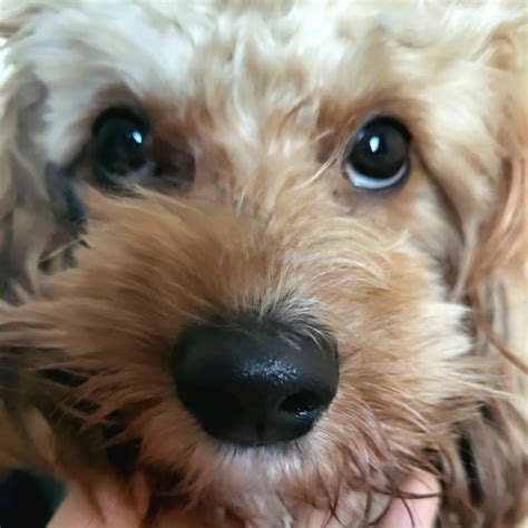 Lauren Perea Youtube