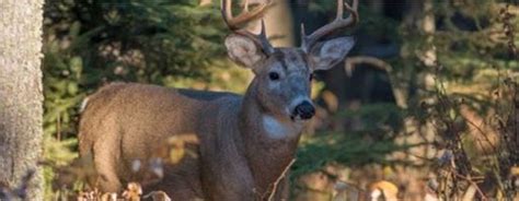 Hunting Season Reminder Submit Samples For Cwd Testing Ein Presswire Hunting Season Reminder Submit Samples For Cwd Testing Ein Presswire