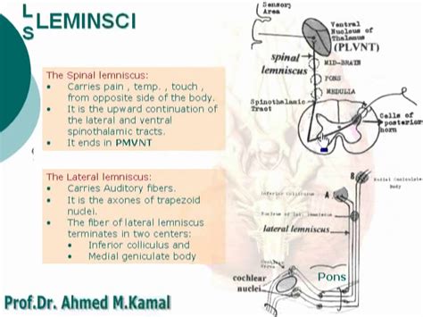 Trigeminal Lemniscus