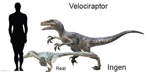 Here Is A Size Chart Between A Velociraptor In Jpw And A Velociraptor