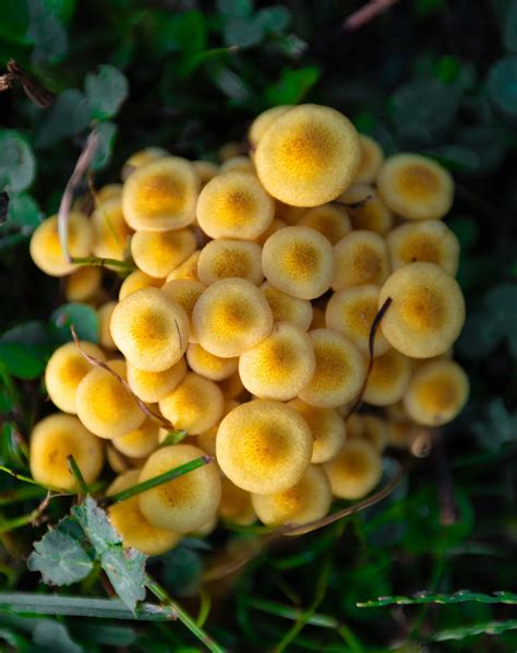17 Toxic Types Of Poisonous Lawn Mushrooms Southern Reside
