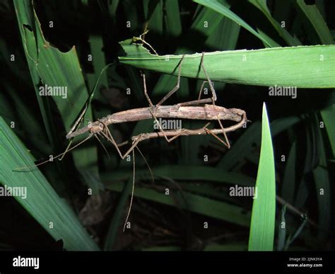 Two Mating Walking Sticks Phasmid Order Phasmatodea Isolated On A