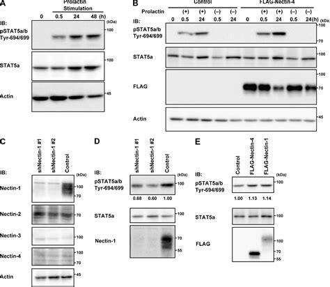 Figure 1 From A Novel Nectin Mediated Cell Adhesion Apparatus That Is