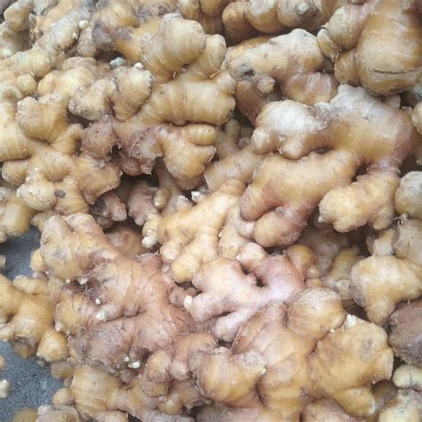1kg Củ Gừng Tươi Gừng Ta Gừng Già Ruột Vàng Shopee Việt Nam