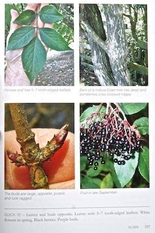 Book Launch Tree Guide UK