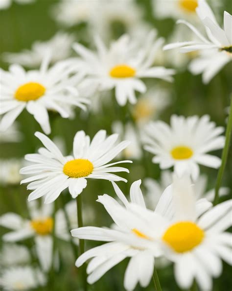 Common Daisy Types Of Flowers At Evelyn Mcelroy Blog