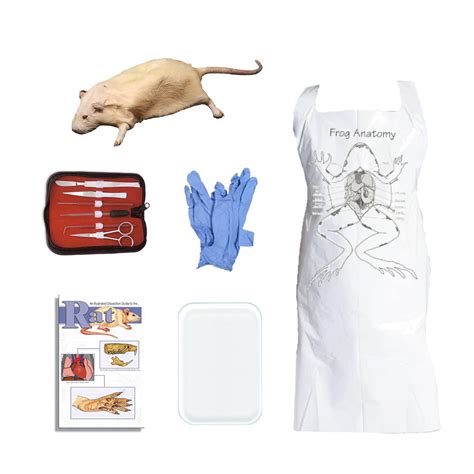 Anatomy Lab Rat Dissection Kit With Scalpel Nepal Ubuy