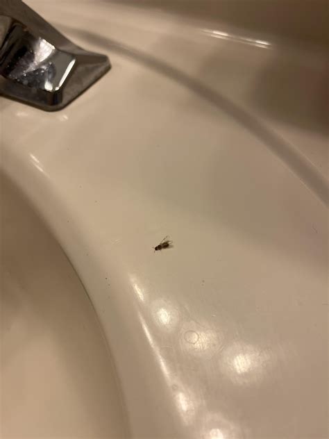 Termites Or Carpenter Ants Rhome