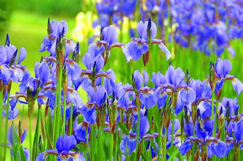 How To Plant And Grow Iris Flowers Gardeners Path