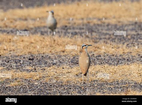 A Cream Colored Courser Cursorius Cursor Wondering In Open Field