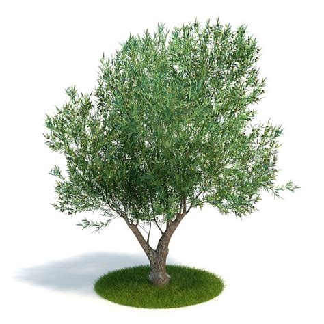 Tree Olea Europaea Young Olive Evergreen Shrub 3d Model Cgtrader