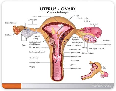 Uterus Model Labeled Cervix Definition Function Location Diagram