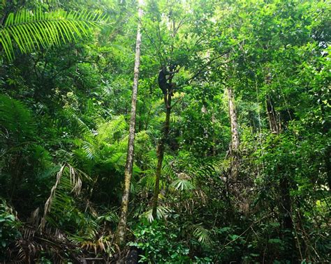 Assessment Hcv Hcs Gaia Indonesia