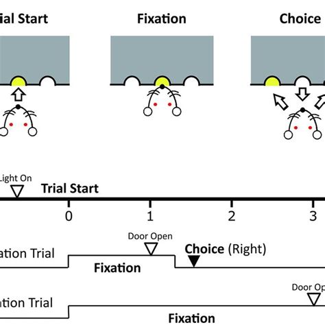 Duration Discrimination Task A Illustration Of The Discrimination