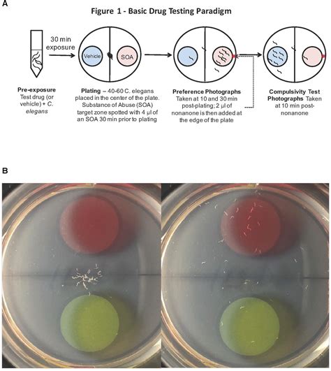 Frontiers Caenorhabditis Elegans Show Preference For Stimulants And