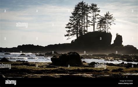 Typical Scene Along The Coast Iconic Trees Growing On Rocks That Can Be Seen For Miles Along