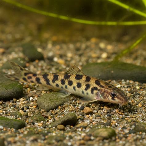 Loche Origines Et Caractéristiques Liste Animaux